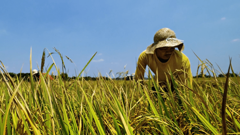 PHILIPPINES CLINCHES SILVER IN WORLD’S BEST RICE AWARD WITH AROMATIC ...