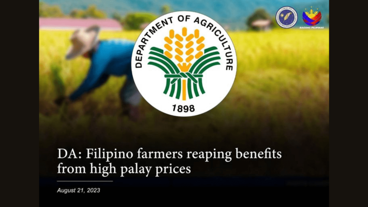 DA: FILIPINO FARMERS REAPING BENEFITS FROM HIGH PALAY PRICES – The ...