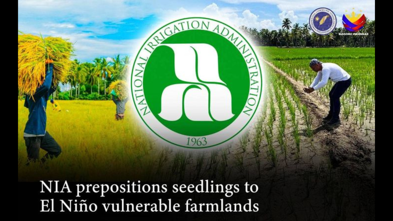 NIA PREPOSITIONS SEEDLINGS TO EL NIÑO VULNERABLE FARMLANDS – The Bench ...