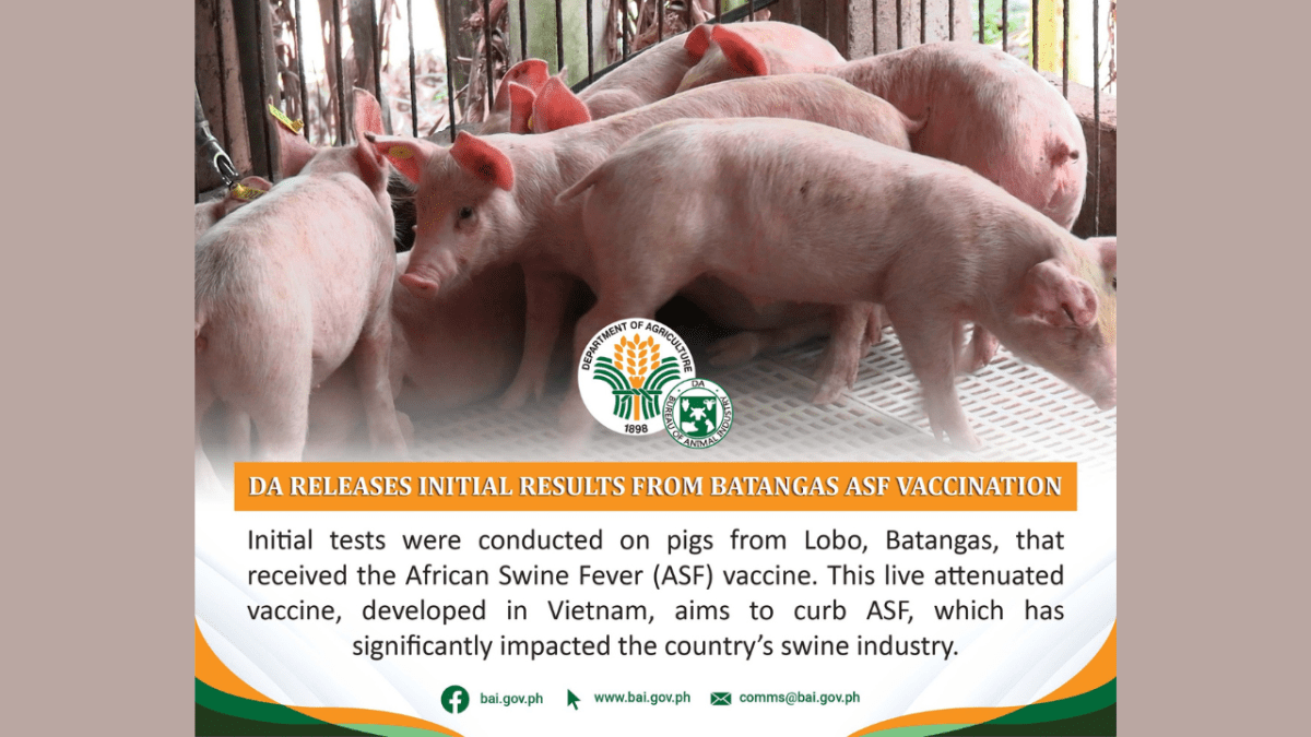 DA RELEASES INITIAL RESULTS FROM BATANGAS ASF VACCINATION – The Bench Files